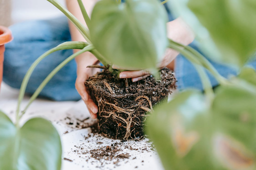 Root Science: Identifying, Treating and Preventing Root Rot – Mother